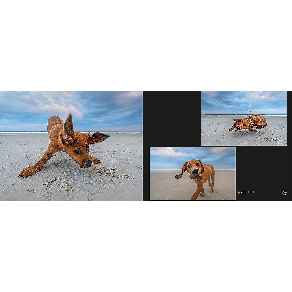 BEACH DOGS: A Coffee Table Photography Book of Joy for Dog Lovers