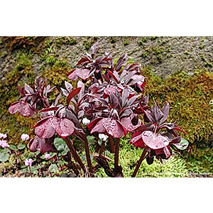 Perennial Farm Marketplace Helleborus x W.J. 'Ruby Wine' (Lenten Rose) Perennial, 1 Quart, Burgundy Flowers