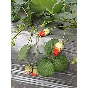 Sweet Red Strawberry Seeds 300pcs for Home Garden Planting