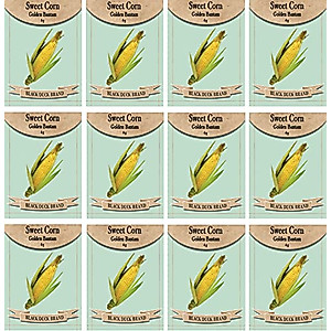 Set of 12 Sweet Corn- Golden Bantam Vegetable Seed Packs - Create a ...