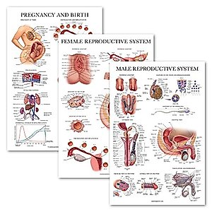 3 Pack - Female Reproductive System Anatomical Poster + Male Reproductive System + Pregnancy and Birth Anatomy Charts