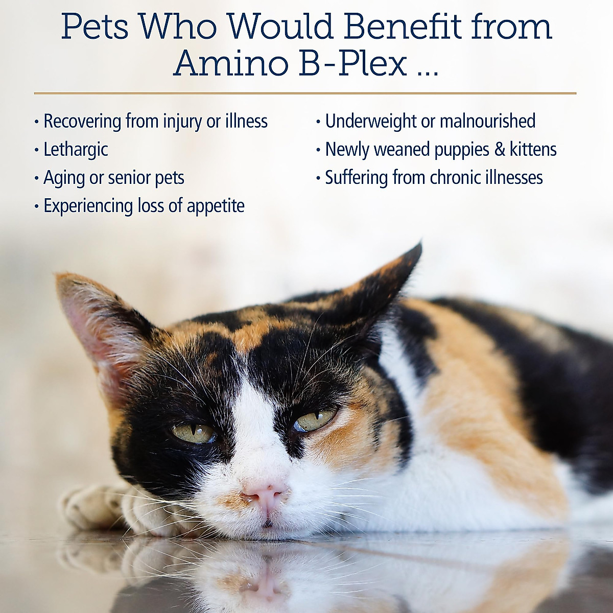 Rx Vitamins Amino B-Plex Cat & Dog Supplement - Vitamin B Complex Liquid Plus Amino Acids for Dogs & Cats - Appetite Booster and Cat & Dog Weight Gainer - Cat and Dog Supplements & Vitamins - 8 oz