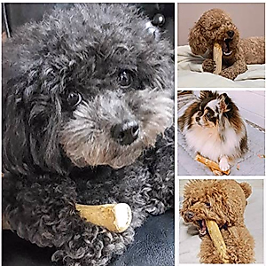 Pet Full House WoofWood Dog chew Sticks, Safe, Natural & Healthy chew Toys, Real Coffee Wood, Long Lasting, Durable chewable Stick and Toy, Aggressive chewers for Dogs, Dog chew Bones (Medium)