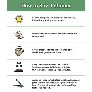 Burpee Purple Wave Petunia Seeds 15 pelleted