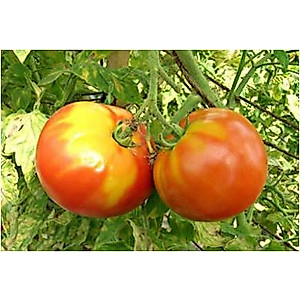 TrueNute Potassium Silicate in 16 Oz Packs, for Aquaponics, Hydroponics, Soil Drench and Foliar Spray to Correct Potassium and Silicate Deficiencies, Helps to Protect Plants from Pest Mold and Mildew