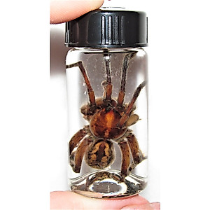 BicBugs Wet Specimen Real Huge Giant Wolf Spider XL Tarantula Preserved in Vial