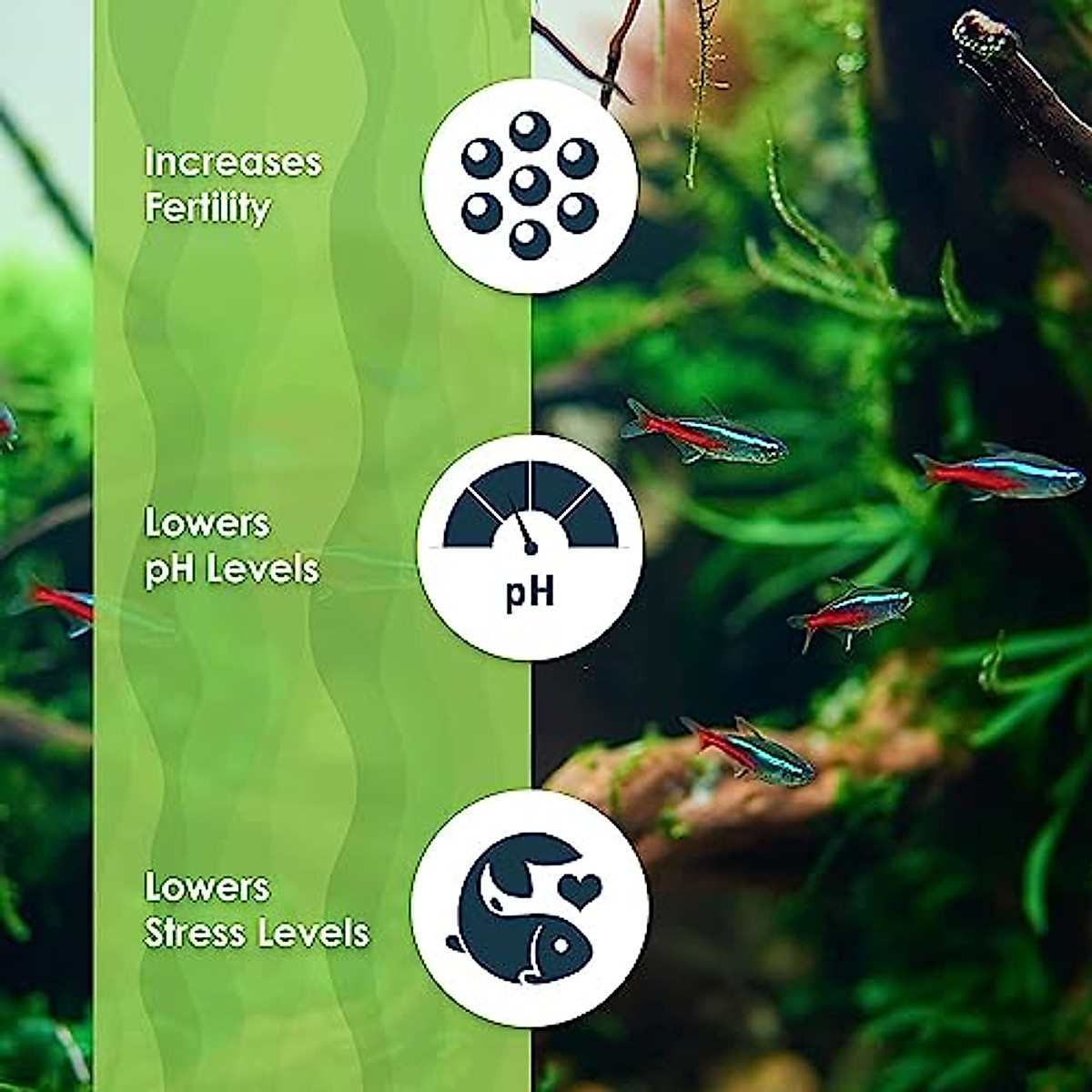 SunGrow 50 pcs Catappa Indian Almond Leaves for Betta Fish Tank Aquarium, 2” Water Conditioner Leaves, Leaf Also Suitable for Shrimp, Goldfish, Guppy and Frogs