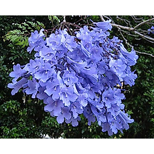 Blue Jacaranda Tree Seeds (20 Pack) - Excellent Bonsai Specimen - Exotic Flowering Bonsai - Blooming Tree
