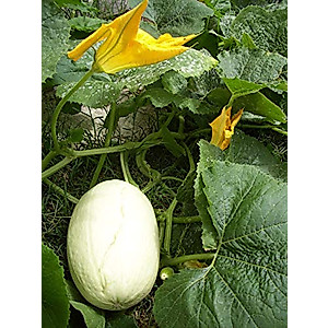 1292-Mexican White Squash (Calabacitas) Seeds by Robsrareandgiantseeds UPC0764425789925 Non-GMO,Organic,USA Grower,Bonsai,Showy,Container,Trellis,Hanging Basket,1292 Package of 7 Seeds