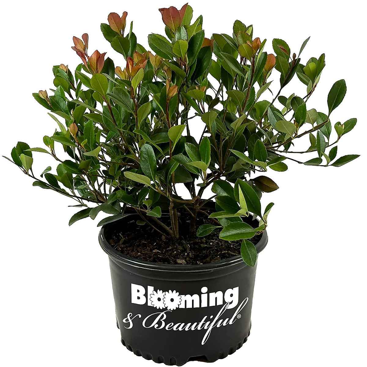 Blooming & Beautiful - Snow White Indian Hawthorn - 3 gal - Compact Evergreen Shrub - Fragrant White Cluster Flowers - Dark Green Foliage - Zones 7-9 - Rhaphiolepis Indica 'Snow White' - 3 Gallon Pot