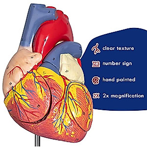 LVCHEN 2X Enlarged Anatomical Heart Model - Human Heart Model with Rigth/Left Atrial Appendage Anatomical Model for Science Classroom and Cardiology Study