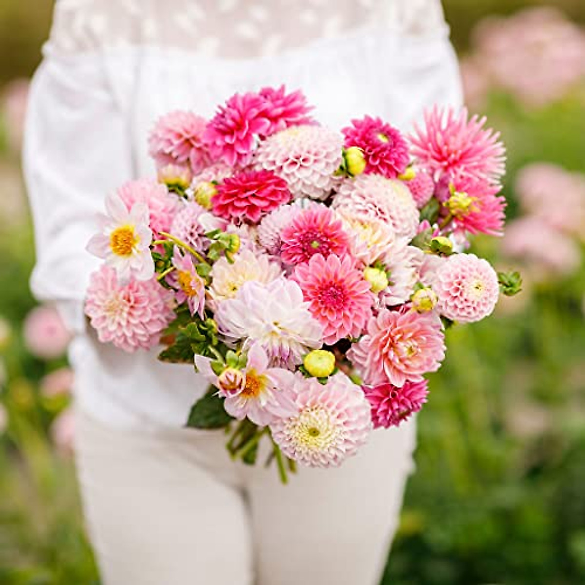Dahlia Bulbs (Ball & Decorative) - Madeline Mix - 10 Bulbs - Mixed Flower Bulbs, Tuber Attracts Bees, Attracts Butterflies, Attracts Pollinators, Easy to Grow & Maintain, Fast Growing, Cut Flower