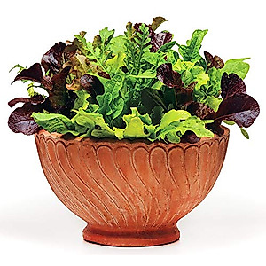 Please Read! This is A Mix!!! 1000+ Lettuce Mix 21 Varieties Seeds Heirloom Non-GMO. Seeds are not Individually Packaged!