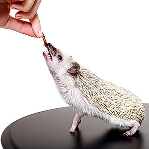 Exotic Nutrition Mealworm Munchies (1.9 oz.) - All Natural Healthy High Protein Insect Treat - Chickens, Birds, Hedgehogs, Bluebirds, Reptiles, Sugar Gliders, Opossums, Skunks, Lizards, Fish