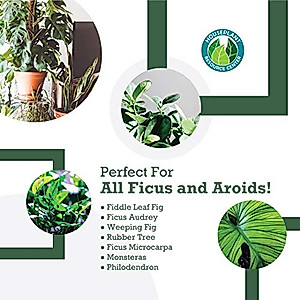 Premium Fiddle Leaf Fig Tree Potting Soil - Perfect for Indoor Plants