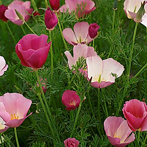 "Purple Gleam" California Poppy Flower Seeds for Planting, 1000+ Seeds Per Packet, (Isla's Garden Seeds), Non GMO & Heirloom Seeds, Scientific Name: Eschscholzia californica, Great Home Garden Gift