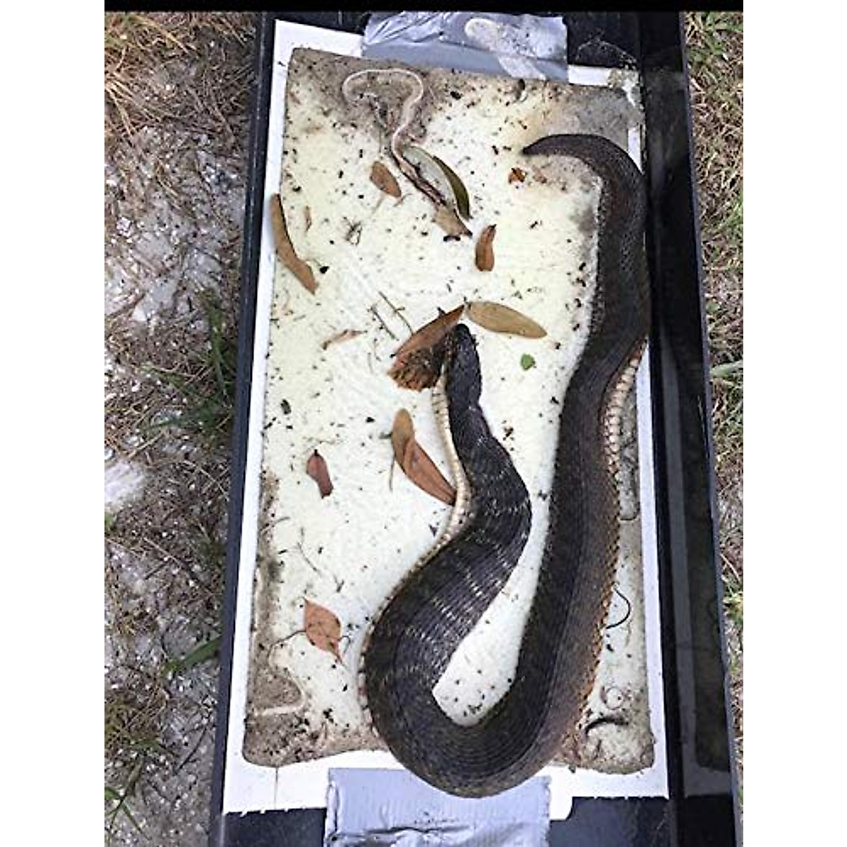 Cahaba Snake Trap Lift-Top Size 32"x10"x3"W/ 3 Large Catch Inserts