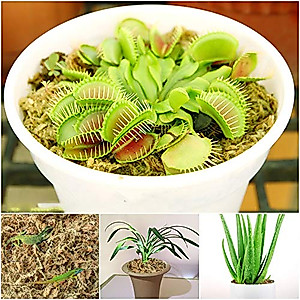 Legigo Natural Sphagnum Moss Potting Mix- Carnivorous Plant Moss Dried for Sarracenia Orchid Gardening Plants 2 Quart Sized Bag(Appx.3oz)