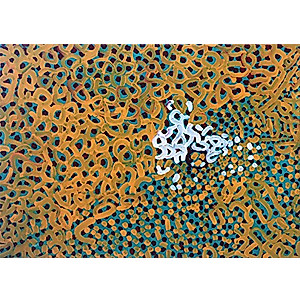 Caterpillar Dreaming