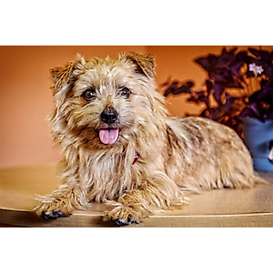 In Clover Natural Dental Treat Chew for Dogs, Grin, Fresh Breath Dog Chew Treat with Prebiotics, Fresh Breath Tartar Control Chew for Dogs, Daily Chew Supplement for Dogs Supports Dog Gums and Teeth