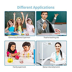 Dental Adult Standard Teeth Model, Typodont Demonstration Denture Model|Mouth Teeth Model Dental Supplies for Kids, Dentist Students, Patient, Teaching, Studying, Displaying, Educating