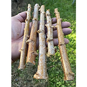 Yuca Cassava, 5 Cuttings Manihot Esculenta, Root Sticks for Garden Planting Tubers Bulk Flower Plant Perennial Can Grow Well in Flower Pots