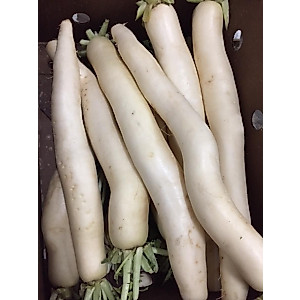 Daikon Radish Avg 5 Lb Case - Mild, Crunchy Vegetable for Gourmet Dishes, Bulk Supply for Culinary Professionals, Available Year-Round