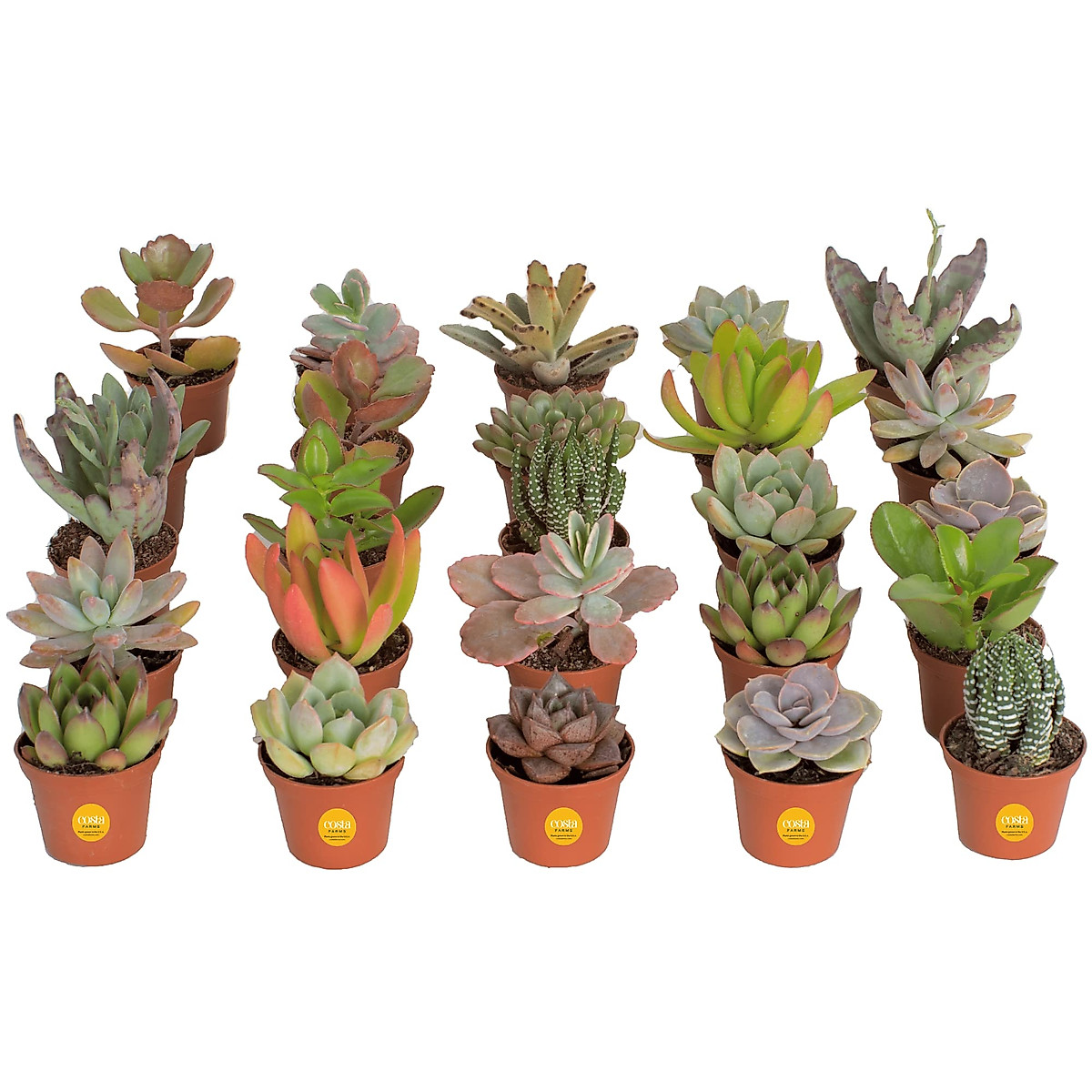 Costa Farms Succulents (25 Pack), Live Mini Succulent Plants, Grower's Choice Live Houseplants, Potted in Nursery Plant Pots, Potting Soil, Gift for Bulk Baby Shower, Bridal Shower, DIY Room Decor