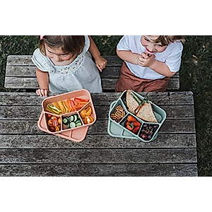 Spoondrift Eco-Friendly Leak Proof Silicone Bento Box Lunch Box, For Child And Adult, 4 Compartment, Choose from 6 Colors, Includes one box (Sage)