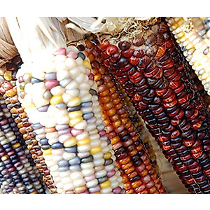 Rainbow Popcorn Seeds Unique Garden Vegetable 267H (100 Seeds, or 1/2 Ounce)