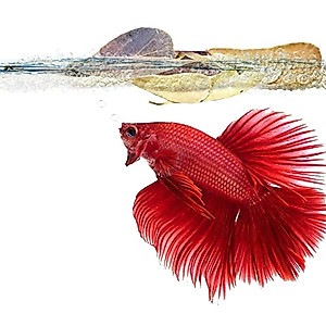 JOR Catappa Indian Almond Leaves, Fin Rot Treatment Betta Fish Water Conditioner Aquarium Leaves, Create Realistic River Habitat, Reduce Stress, Loved by Shrimp & Tropical Fish