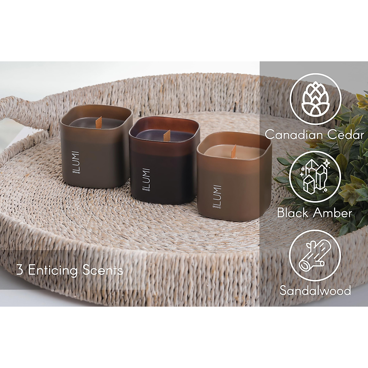 Set of 3 Scented Soy Candles Gift Set | Fall Collection | 3 Scented Candles - Canadian Cedar, Black Amber, and Sandalwood | Crackling Wood Wick | Clean Burn | 50+HR Burn Time, 9.8oz Each