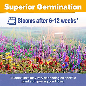 HOME GROWN Midwest Wildflower Seeds Mix 4oz | 65,000 Non-GMO, USA Sourced, High Germination Rate | Heirloom Pollinator Flowers Seed Mix | Wild Flower Seeds Bulk | Covers 500 sq. ft.