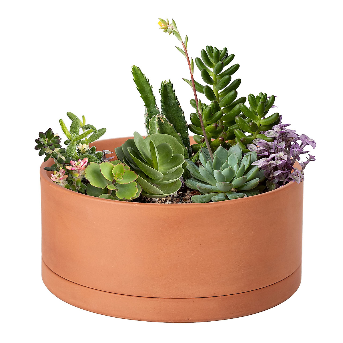 D'vine Dev 10 Inch Succulent Terracotta Shallow Pot with Drainage Hole and Saucer, Round Cylinder Planter Pot for Plant Flower, 40-B-L-10-1