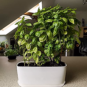 Torfican 5 Set Window Herb Planter Box Rectangular,8.5x3.5 Inch White Plastic Planters with Multiple Drainage Holes and Trays,Indoor Succulent Cactus Mint Flower Pot for Windowsill,Garden Balcony