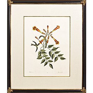 Ruby Throated Hummingbird