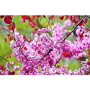 Eastern Redbud Tree Sakura Bonsai American Redbud Cercis Canadensis 15 Seeds Garden Seeds for Planting