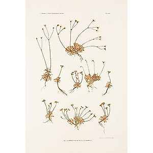 Androsace lactea; A. obtusifolia