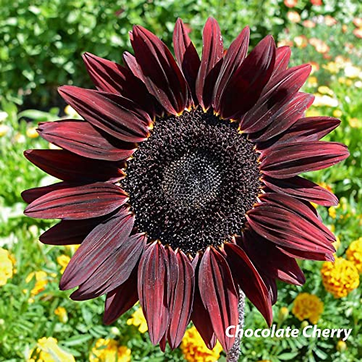 1,000+ Sunflower Seeds for Planting - Mix of 9 Sunflower Varieties - Plant and Grow a Beautiful Sunflower Garden - Easy to Grow, Non-GMO Seeds