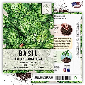 Seed Needs, Italian Large Leaf Basil Seeds - 500 Heirloom Seeds for Planting Ocimum basilicum - Non-GMO & Untreated (1 Pack)