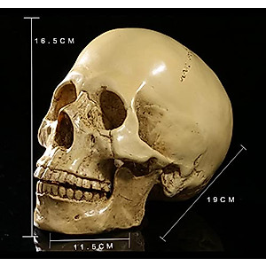 Onecen Life Size Human Skull Model 1：1 Replica Realistic Resin Halloween Party Decoration Human Skull Head Bone Model Medical Skeleton for Anatomical Medical Teaching (Light Yellow)