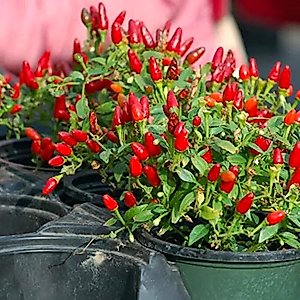 KVITER Tiny brilliantly red Chile Peppers s - They Pack a Punch! Chile Pequin Peppers(25 Seeds)