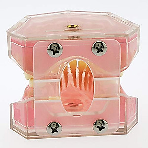 Dentalmall Dental Demonstration Teeth Model - Standard Study Teaching Dental Mode with All Removable Teeth #4004 Silica Gel Material Soft and Bendable Teeth Typodonts