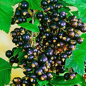 30 Black Currant Seeds, Gooseberry Berry Seeds Edible Fruit for Planting Ornaments Perennial Garden Simple to Grow Pots