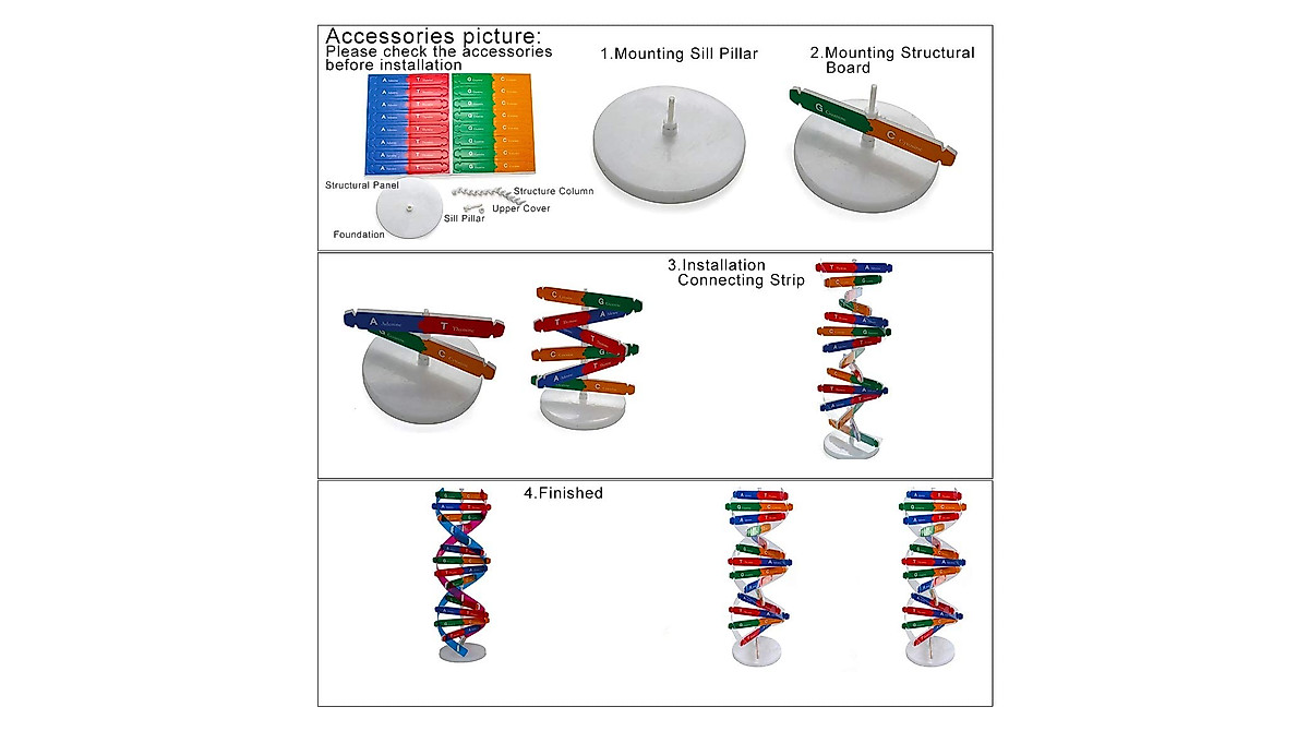 HMANE DNA Double Helix Model - Educational Science Toy for Kids
