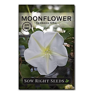Sow Right Seeds - Moon Garden White Flower Seeds for Planting - Daisies, White Poppy, Polar Bear Zinnia, and Moonflower Seeds - Non-GMO Variety to Plant a Stunning Evening Moon Flower Garden