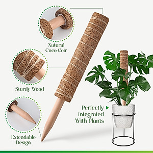 Pisol Moss Pole for Plants Monstera, Extendable Plant Sticks Support, Plant Stakes for Indoor Potted Plant, 15.7'' Coco Coir Pole Plant Trellis for Sphagnum, Pothos and Other Climbing Plants(2 PCS)