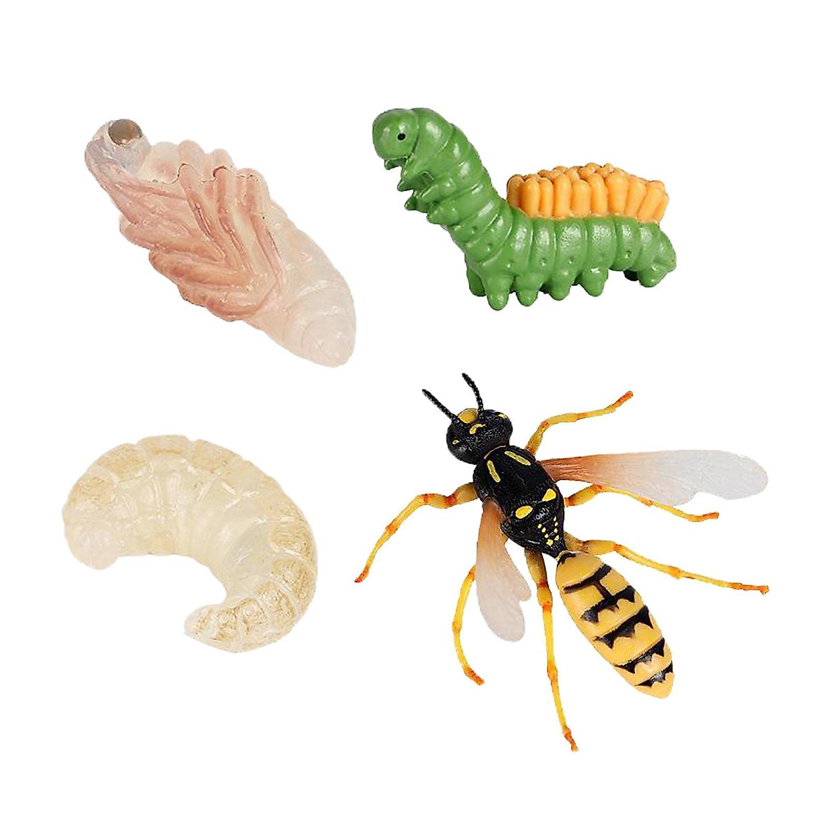 Colcolo 4Pieces Wasp Life Cycle Toy Figures Educational Children's Preschool Props
