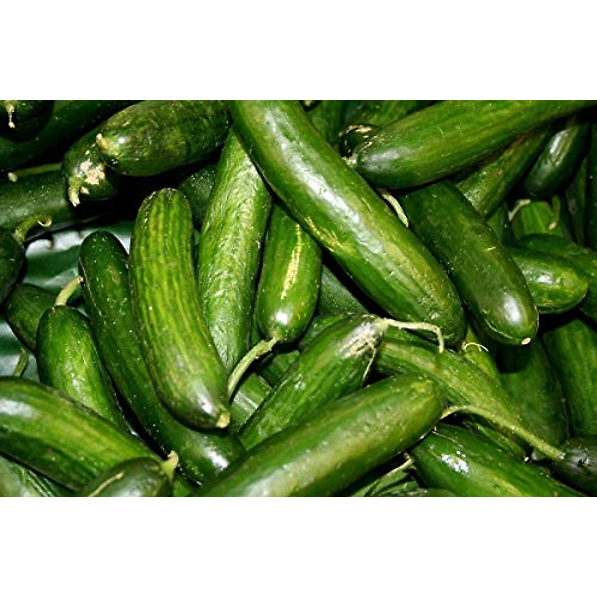 Persian Middle East Cucumber Seeds high yields of 5 to 7" Long Sweet Cucumbers(25 - Seeds)