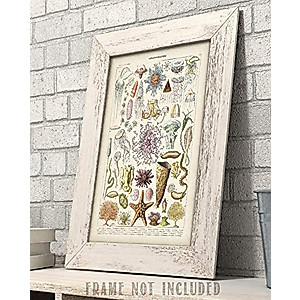 Vintage Crustaceancore Ocean Life Jellyfish Marine Biology Science Illustration Art Print by Meishe | 11x14 Unframed Art Print Poster | Great Beach House Wall Decor Poster Under $15